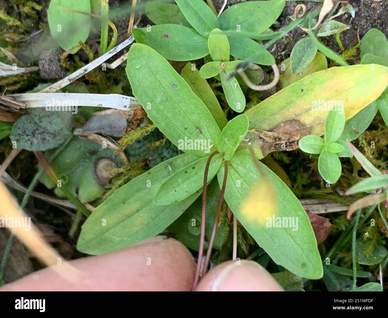 primrose monkeyflower (Erythranthe primuloides Stock Photo - Alamy