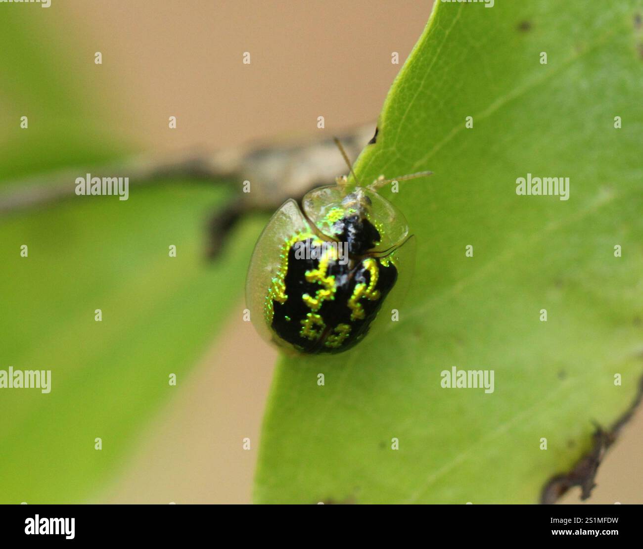 Green tortoise beetle cassida circumdata hi-res stock photography and images - Alamy