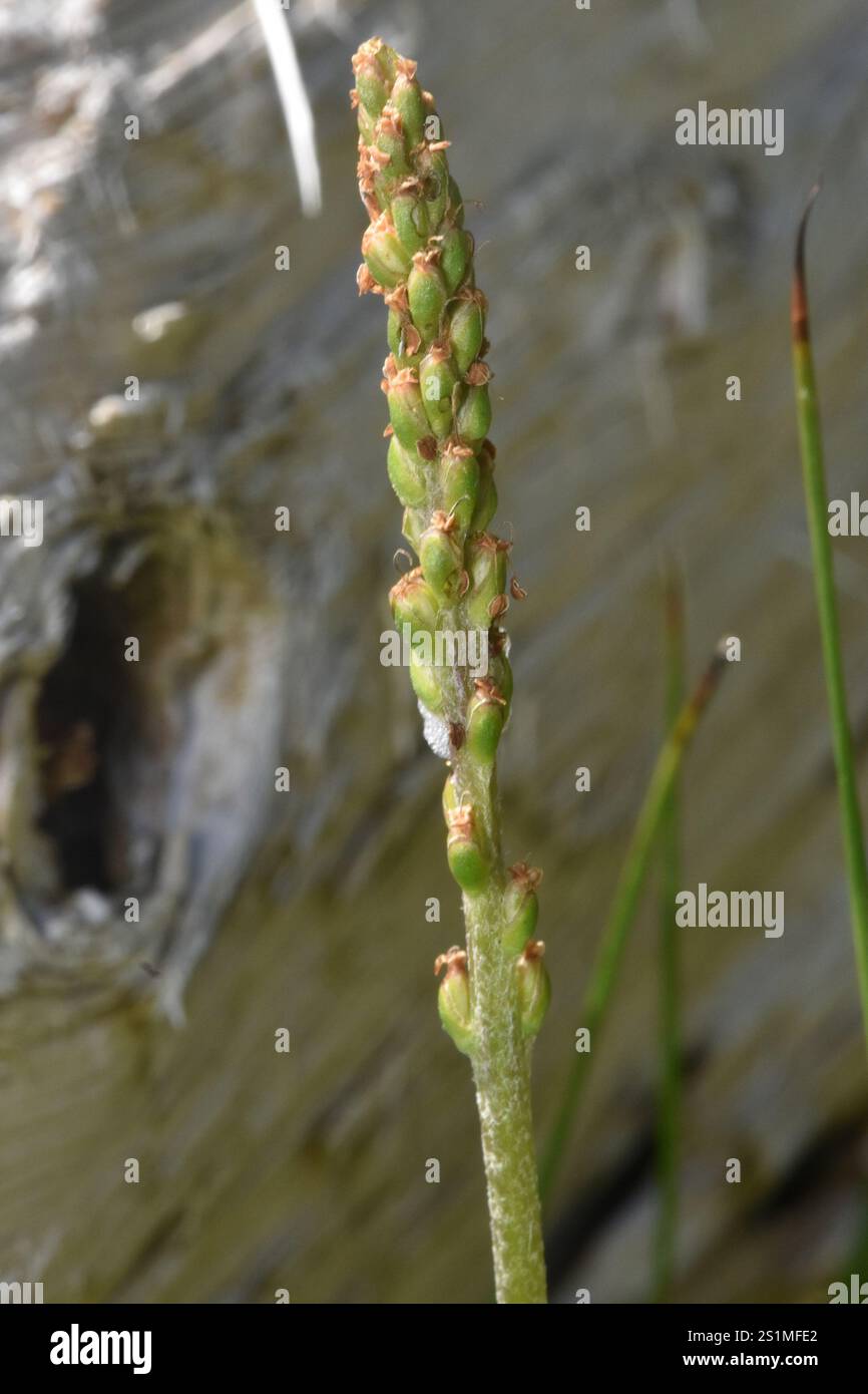 Alaska Plantain (Plantago macrocarpa Stock Photo - Alamy