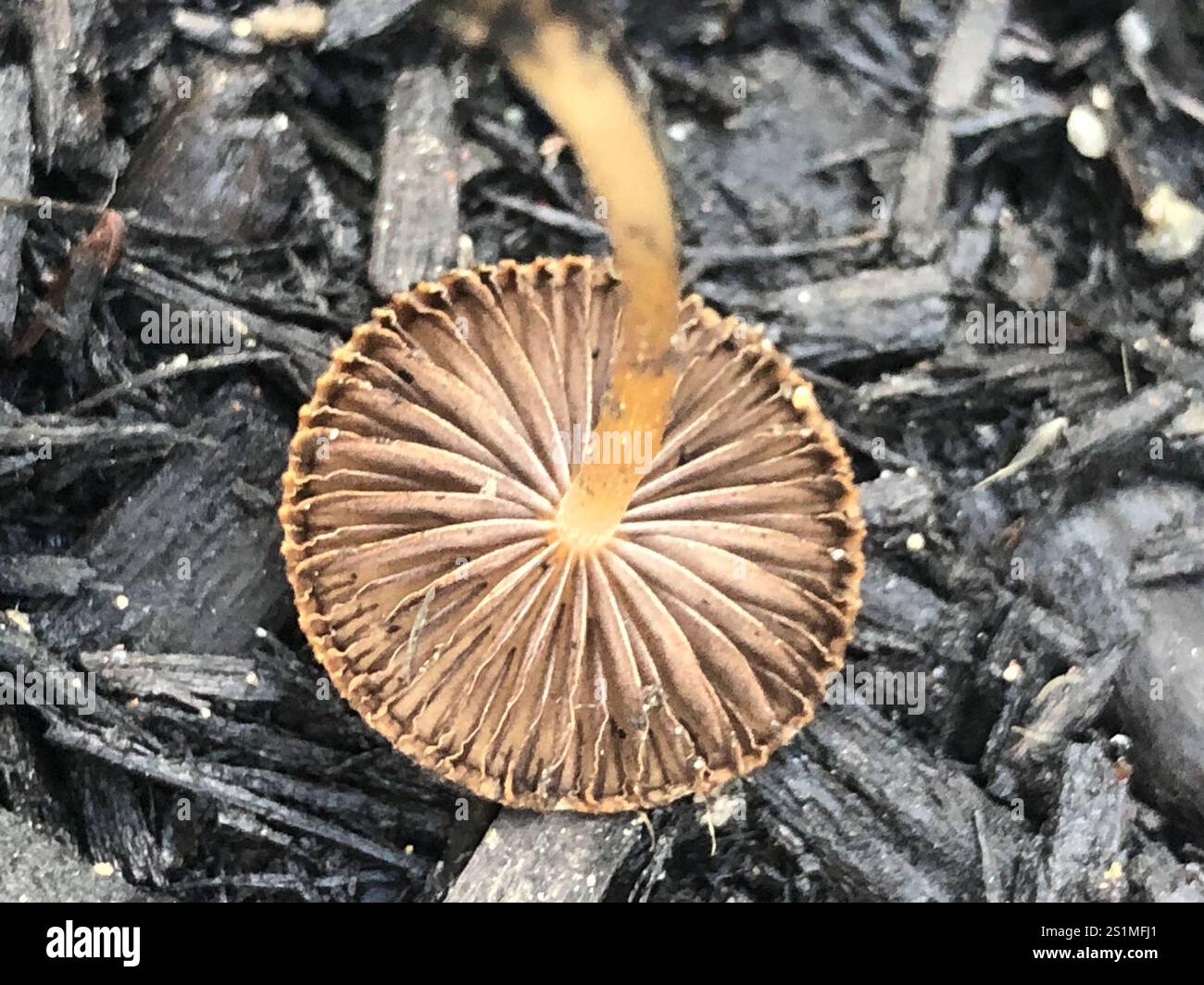 red edge brittlestem (Psathyrella corrugis Stock Photo - Alamy