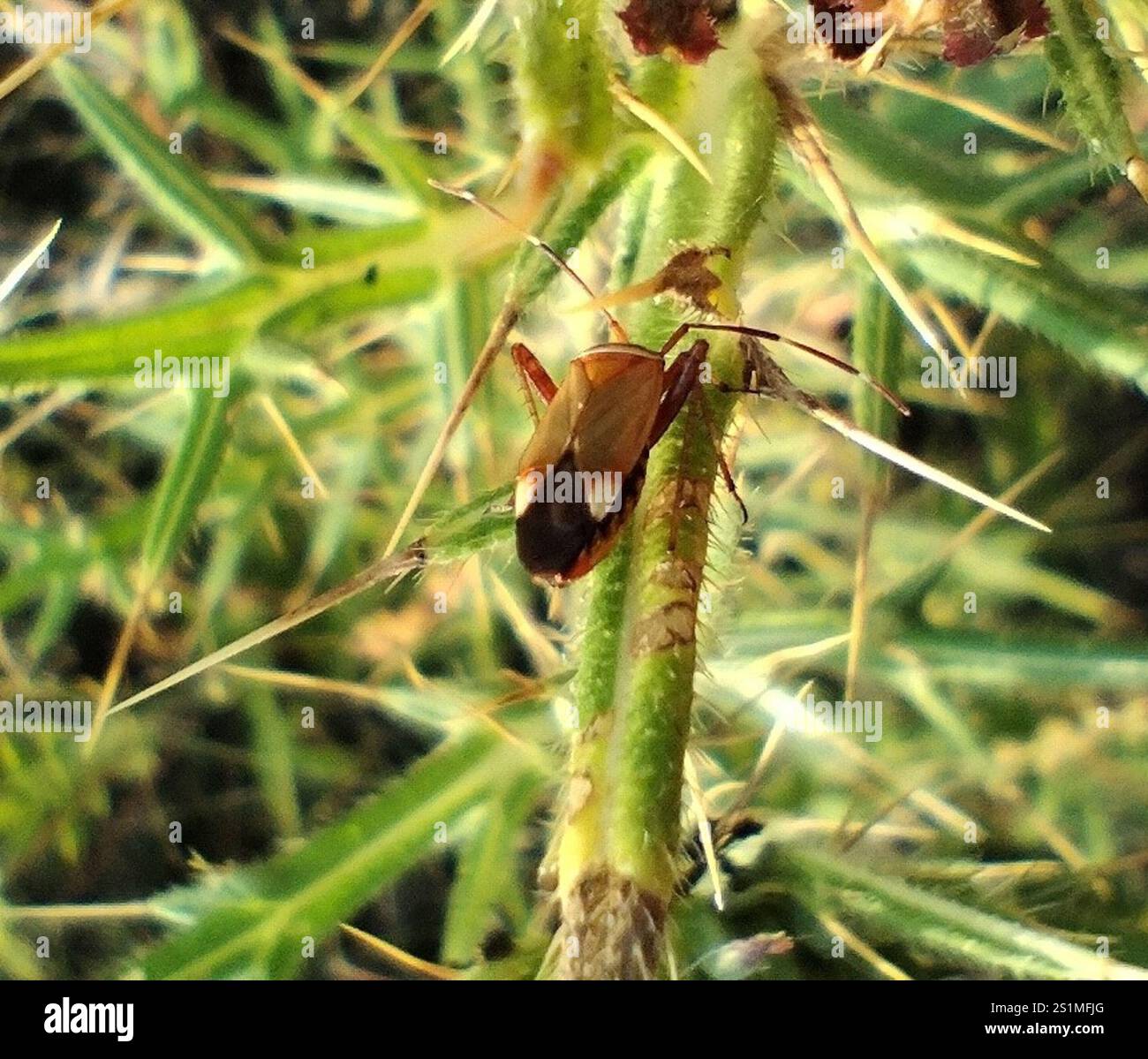 Vandalic Mirid (Adelphocoris vandalicus Stock Photo - Alamy