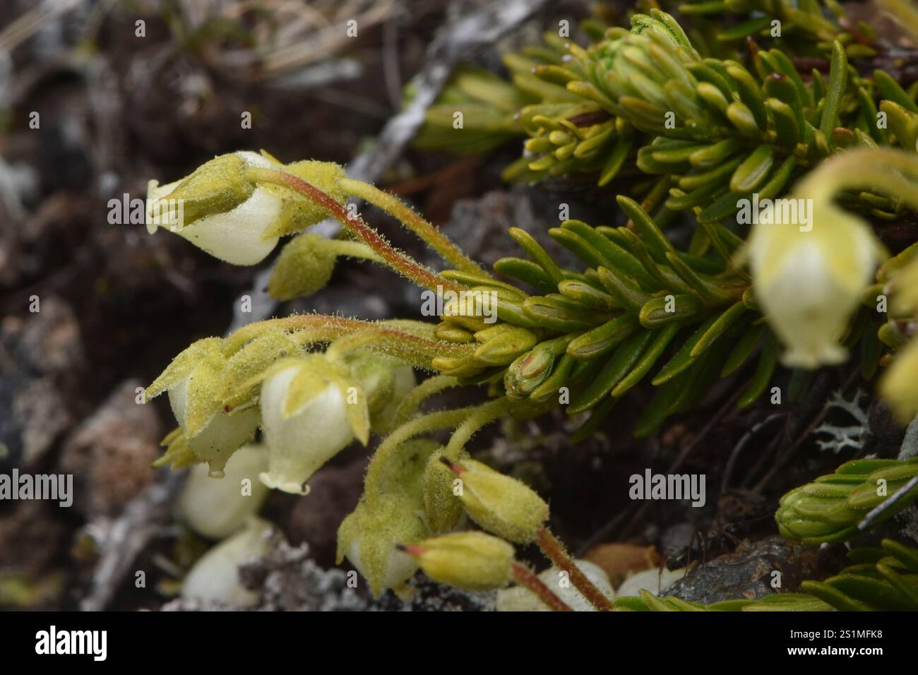 Yellow Mountain-heath (Phyllodoce glanduliflora Stock Photo - Alamy