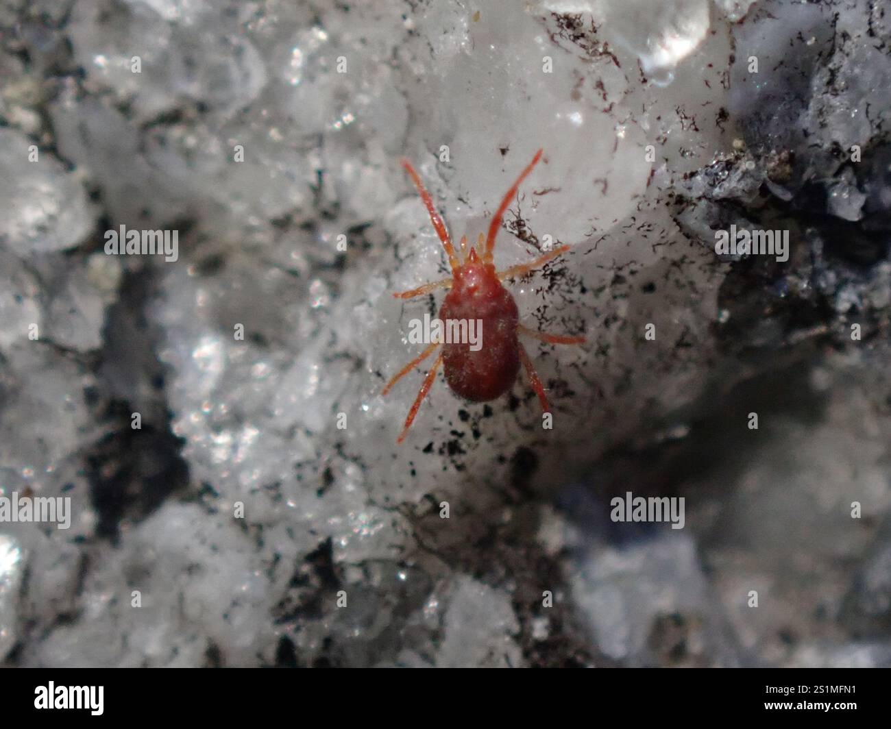 Trombidiform Mites (Trombidiformes Stock Photo - Alamy