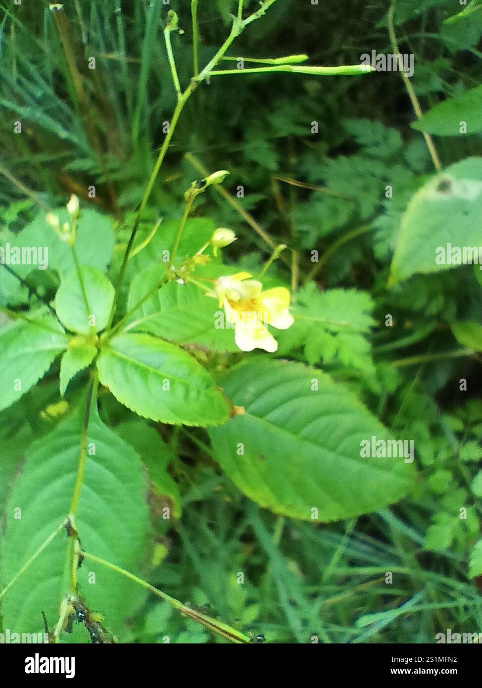 small balsam (Impatiens parviflora Stock Photo - Alamy
