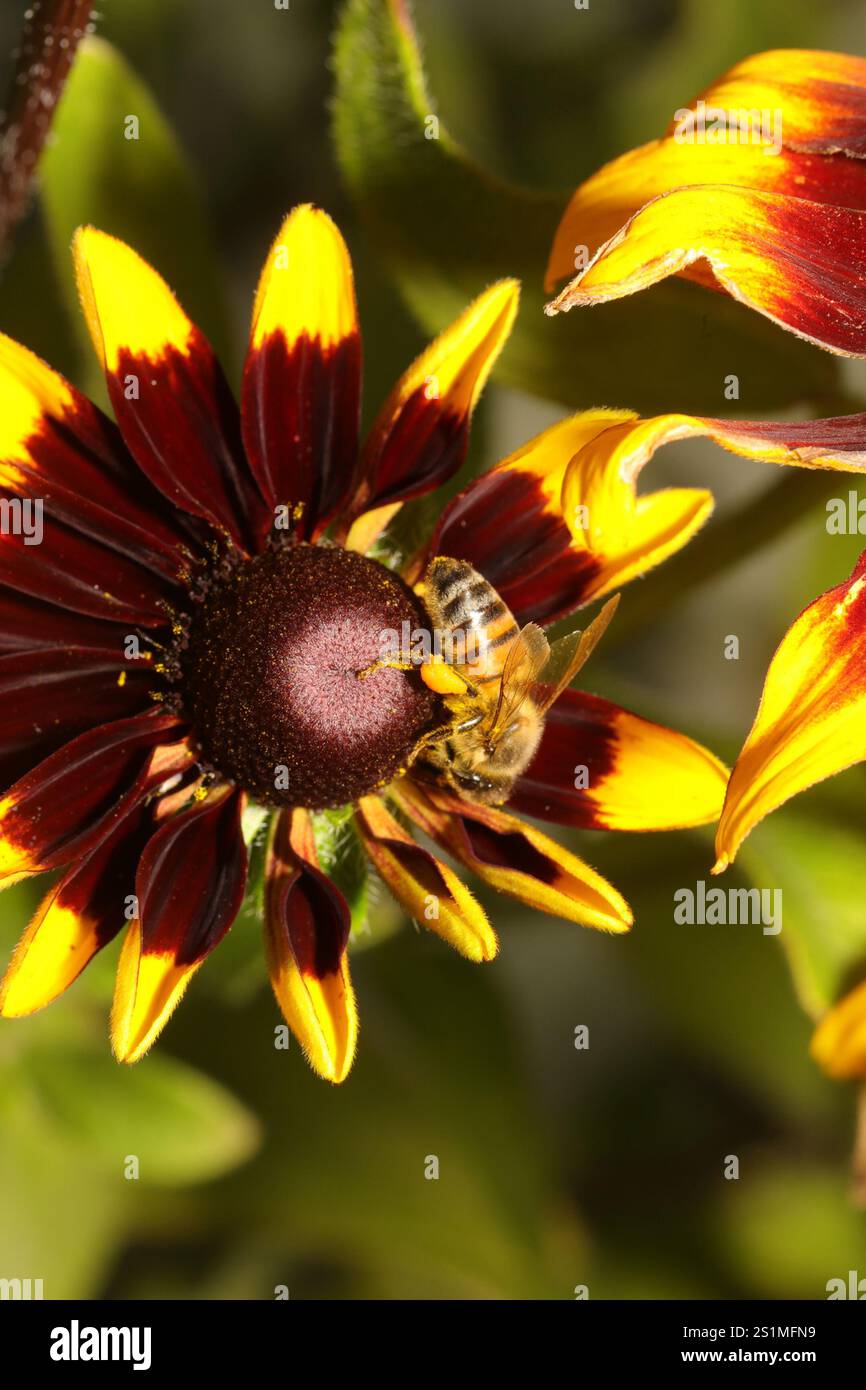 Western Honey Bee (Apis mellifera Stock Photo - Alamy
