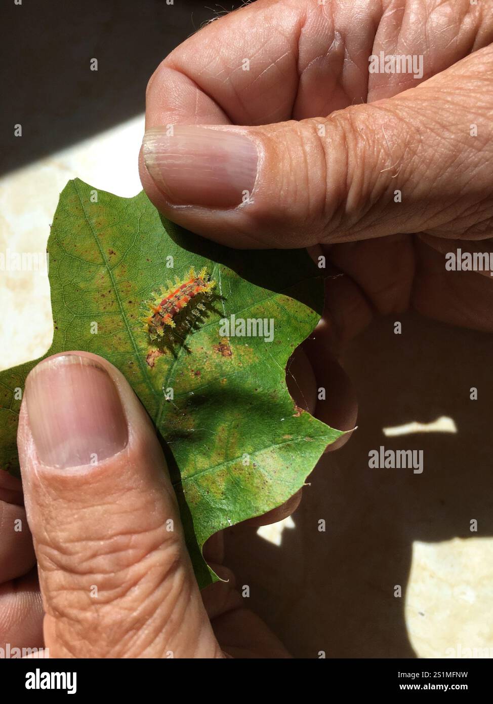 Spiny Oak-slug Moth (Euclea delphinii Stock Photo - Alamy