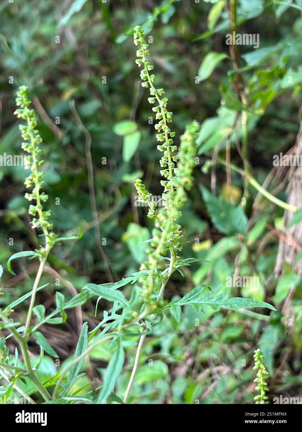 common ragweed (Ambrosia artemisiifolia Stock Photo - Alamy