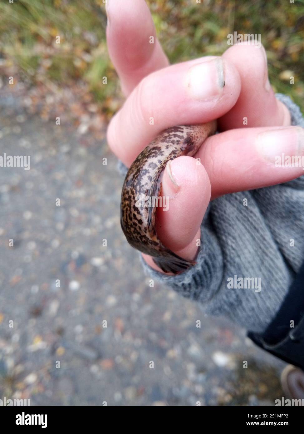 Alaska Blackfish (Dallia pectoralis Stock Photo - Alamy