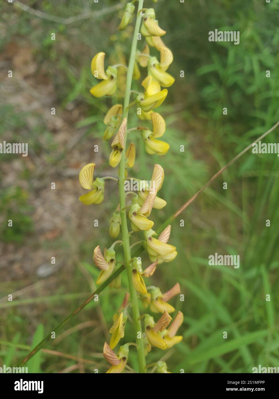 lanceleaf rattlebox (Crotalaria lanceolata Stock Photo - Alamy