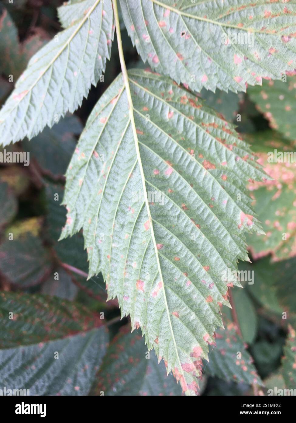 pale bramble rust (Kuehneola uredinis Stock Photo - Alamy