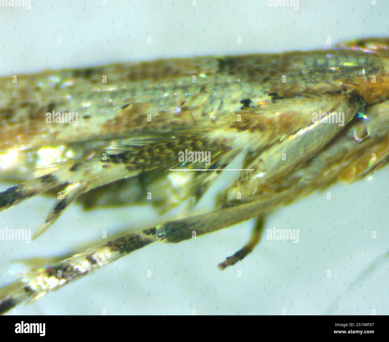 Pink Scavenger Caterpillar Moth (Anatrachyntis rileyi Stock Photo - Alamy