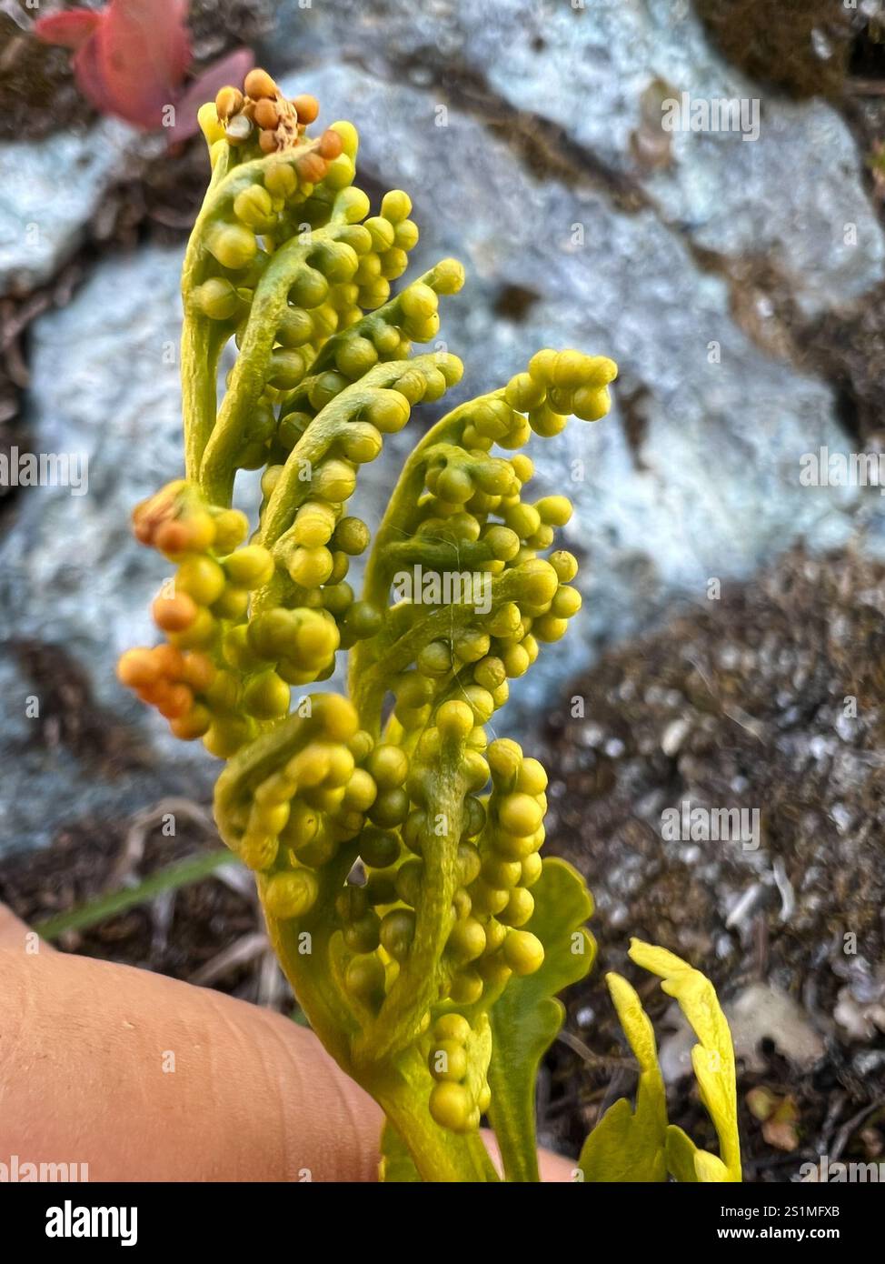 lanceleaf moonwort (Botrychium lanceolatum Stock Photo - Alamy