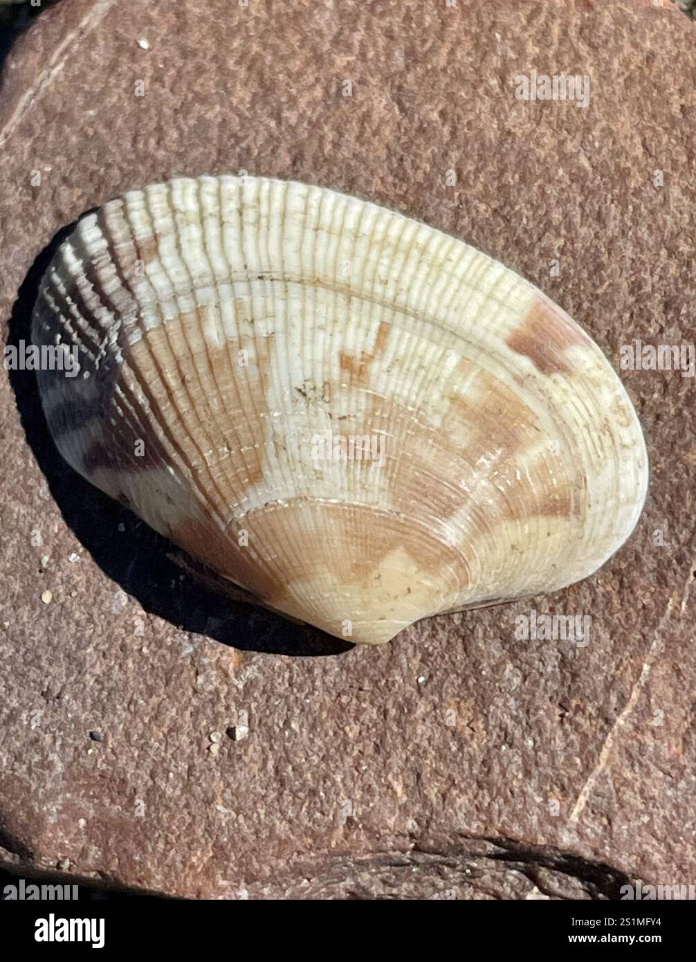 Japanese Littleneck (Ruditapes philippinarum Stock Photo - Alamy