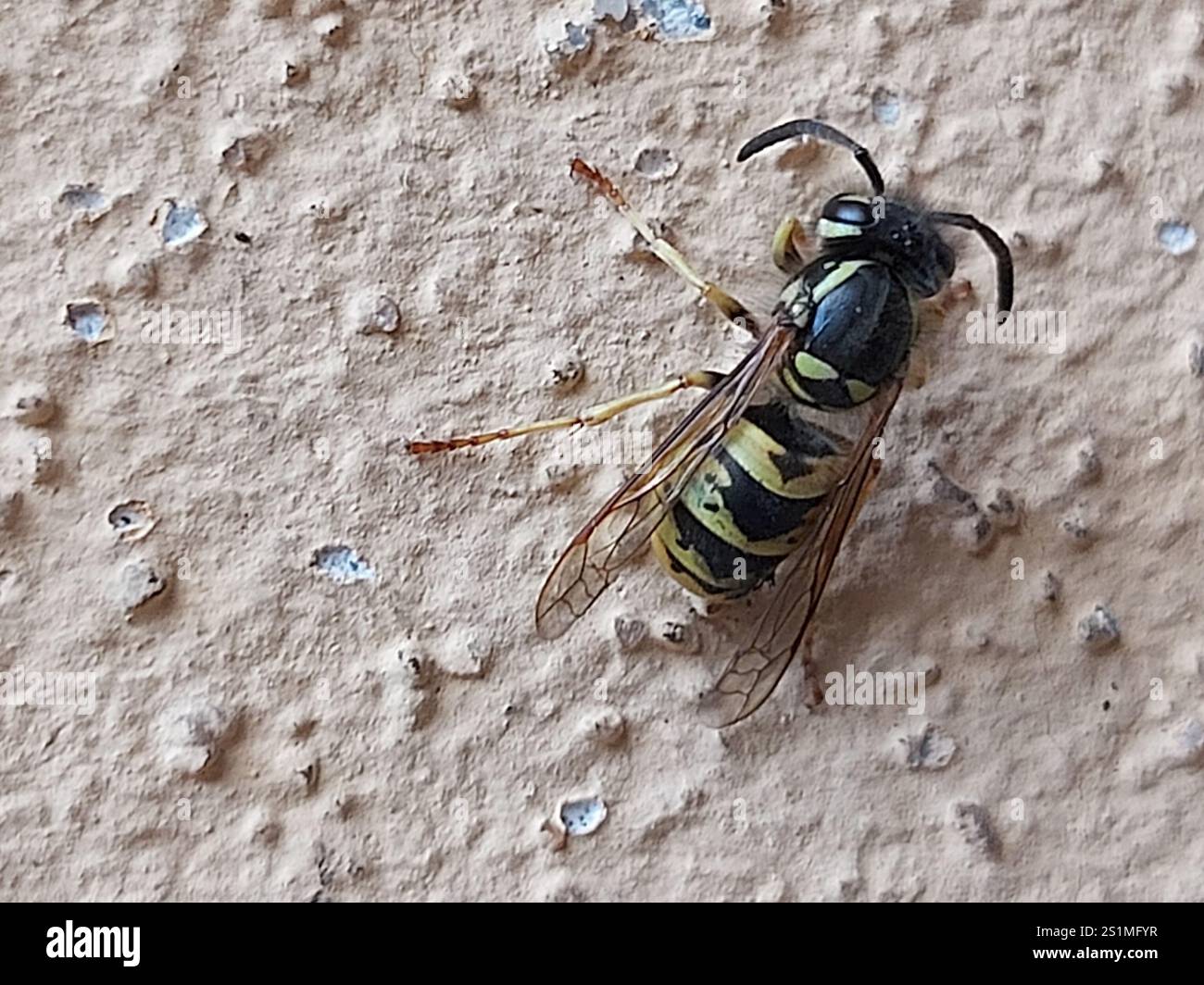 Ground Yellowjackets (Vespula Stock Photo - Alamy