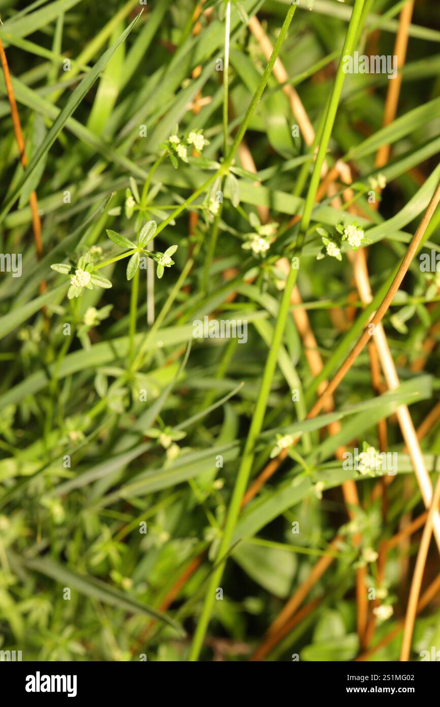 Common Marsh-bedstraw (Galium palustre Stock Photo - Alamy