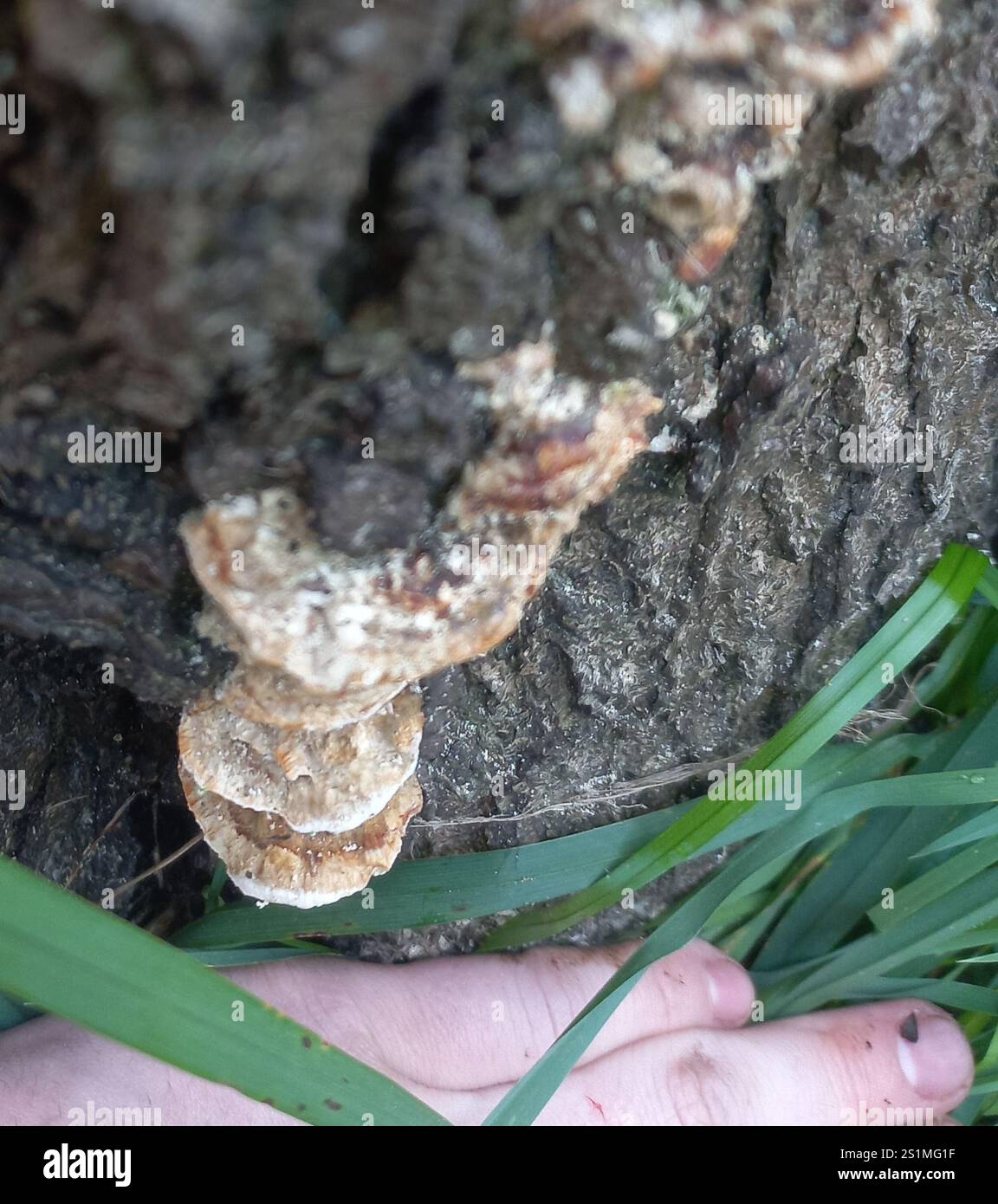shelf fungi (Polyporales Stock Photo - Alamy