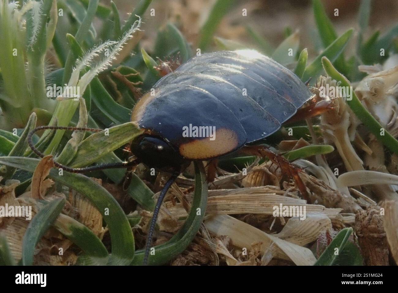 Orange-shouldered Cockroach (Pseudoderopeltis albilatera Stock Photo ...