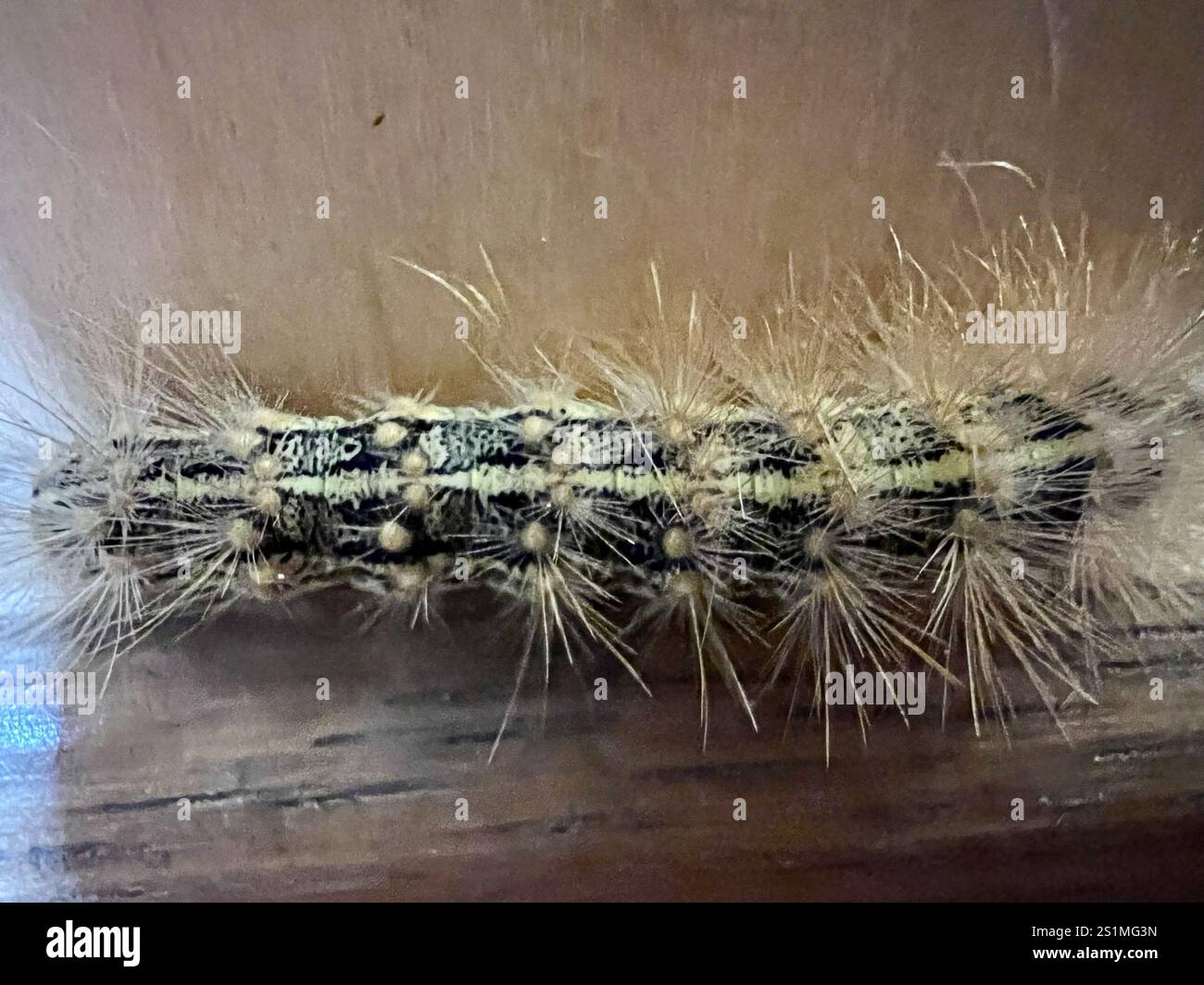 Salt Marsh Moth (Estigmene acrea Stock Photo - Alamy