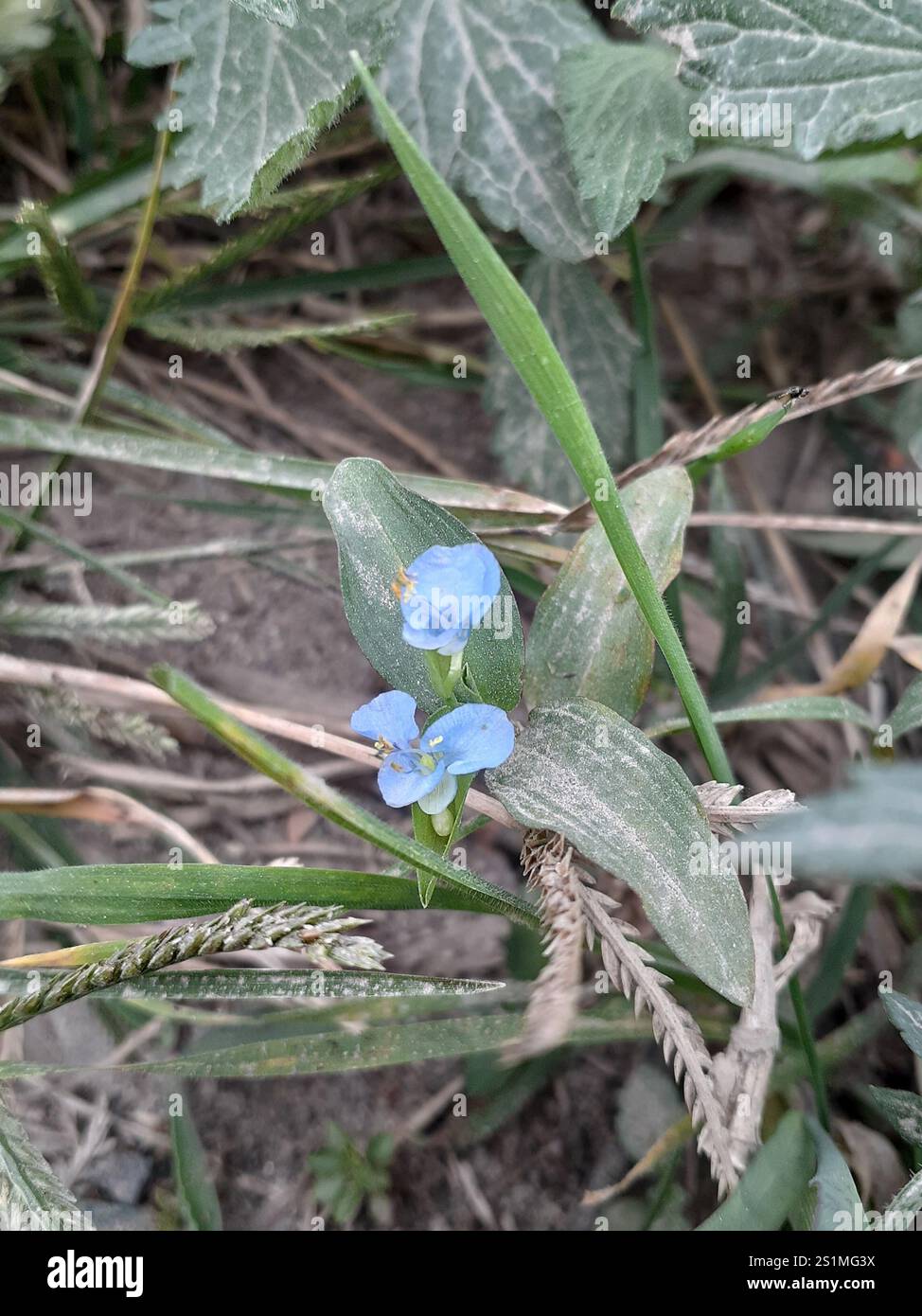 climbing dayflower (Commelina diffusa Stock Photo - Alamy