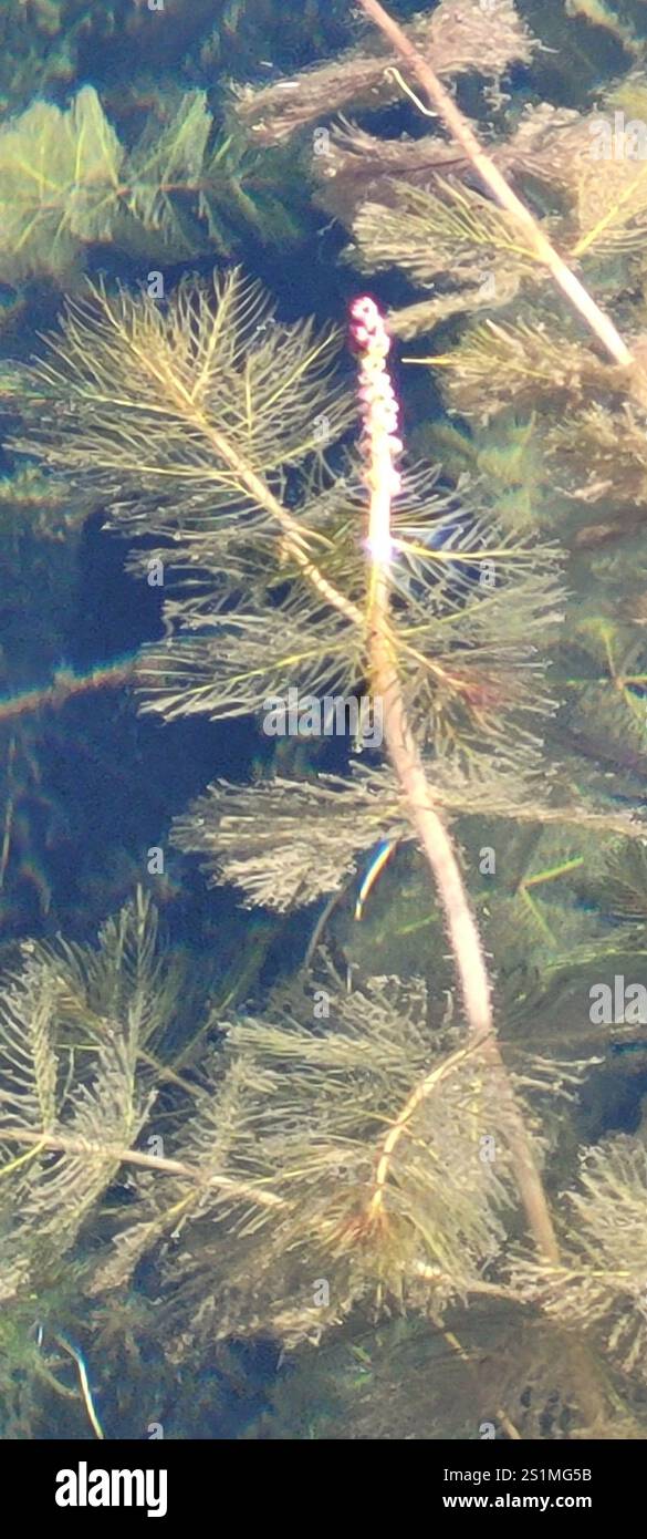 Eurasian water-milfoil (Myriophyllum spicatum Stock Photo - Alamy