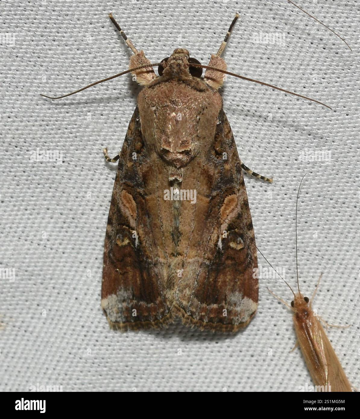 Fall Armyworm Moth (Spodoptera frugiperda Stock Photo - Alamy