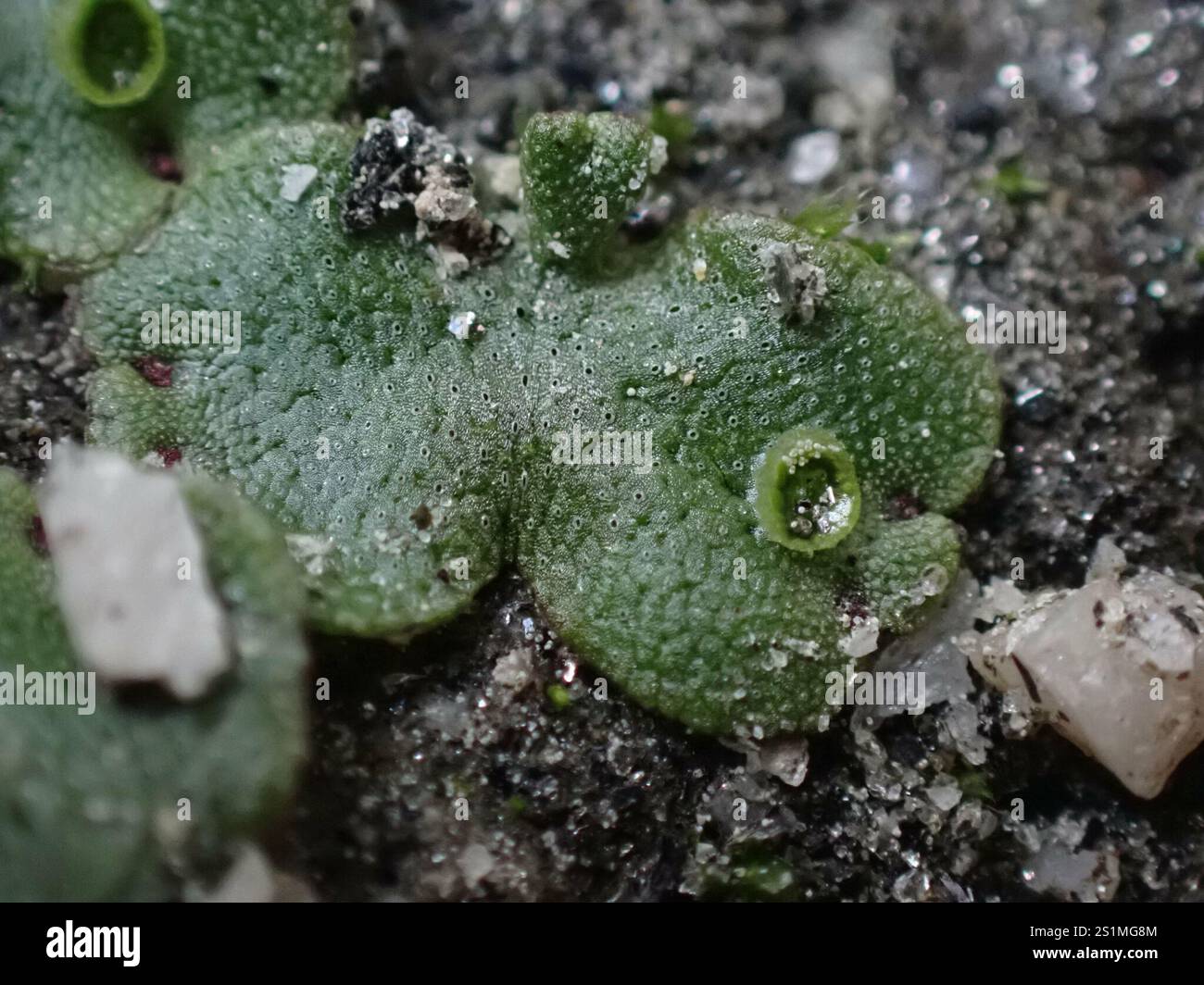Common Liverwort (Marchantia polymorpha Stock Photo - Alamy
