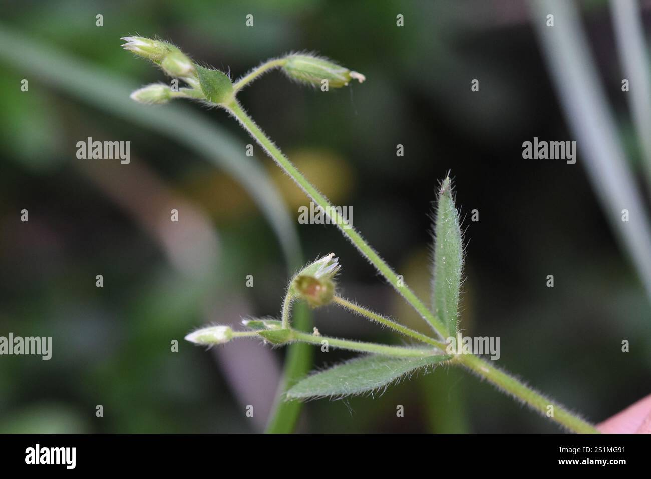 Common mouse-ear chickweed (Cerastium fontanum Stock Photo - Alamy