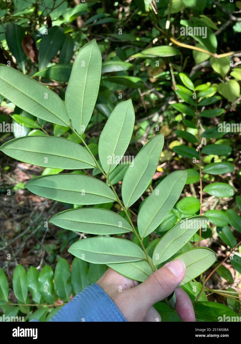 Paradise Tree (Simarouba glauca Stock Photo - Alamy
