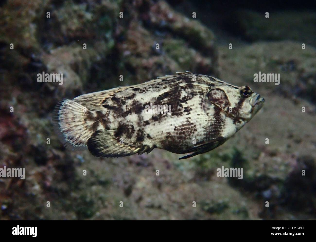 Atlantic Tripletail (Lobotes surinamensis Stock Photo - Alamy