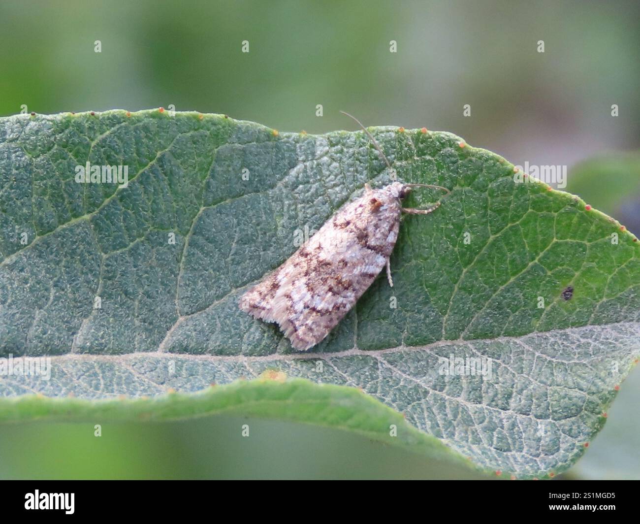 Western Black-headed Budworm (Acleris gloveranus Stock Photo - Alamy