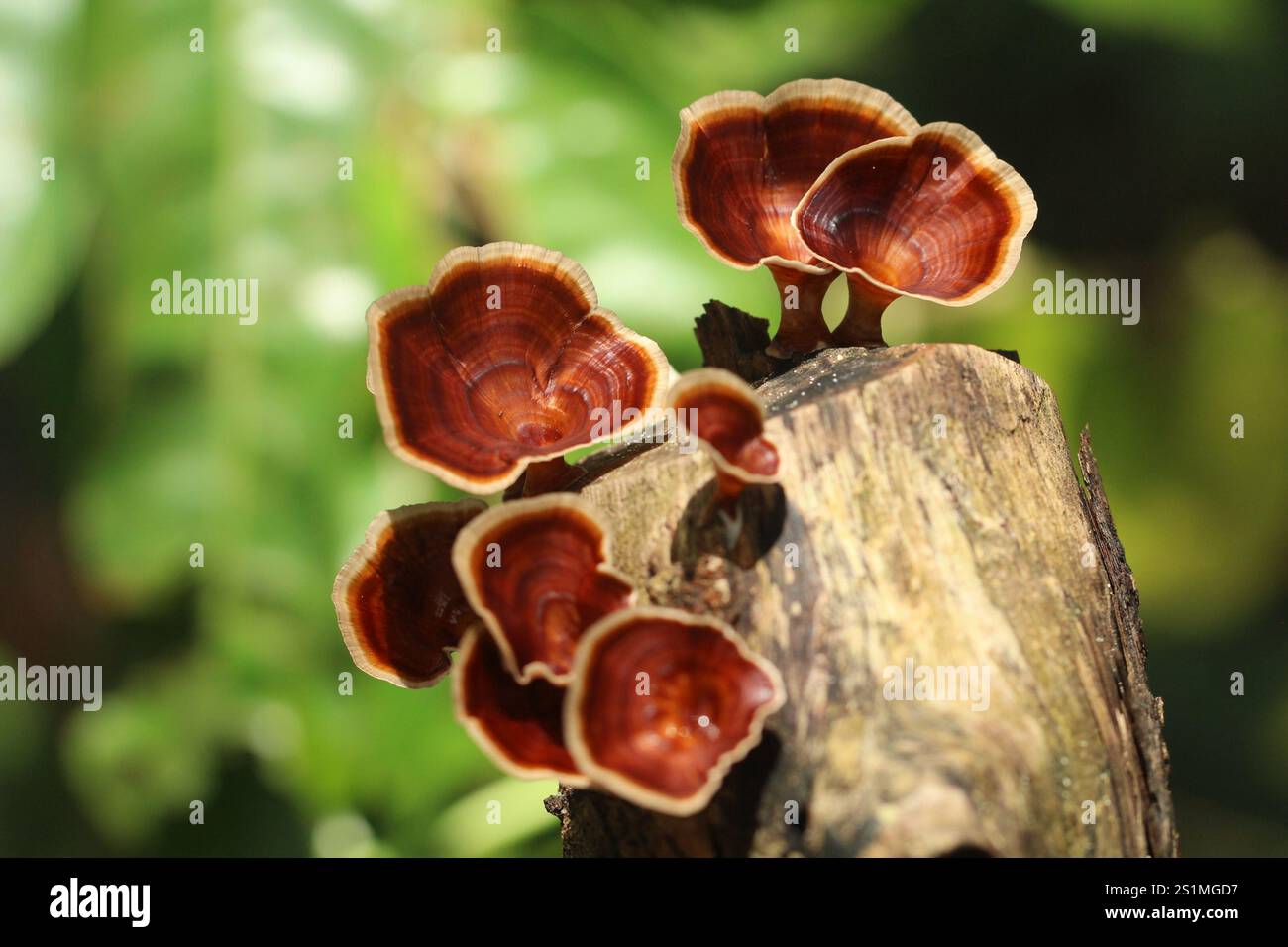 yellow stemmed micropore (Microporus xanthopus Stock Photo - Alamy