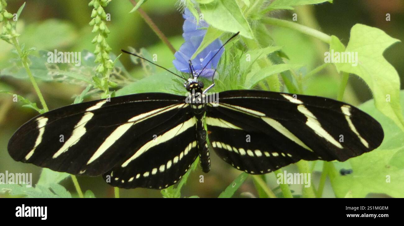 Zebra Longwing (Heliconius charithonia Stock Photo - Alamy