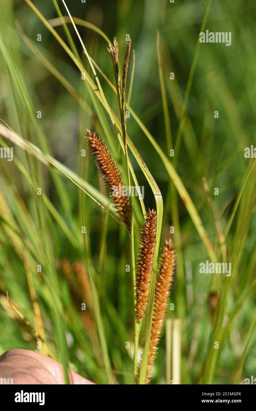 beaked sedge (Carex rostrata Stock Photo - Alamy