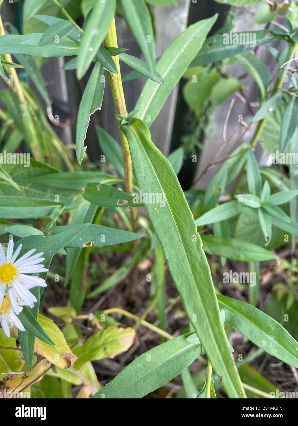 panicled aster (Symphyotrichum lanceolatum Stock Photo - Alamy