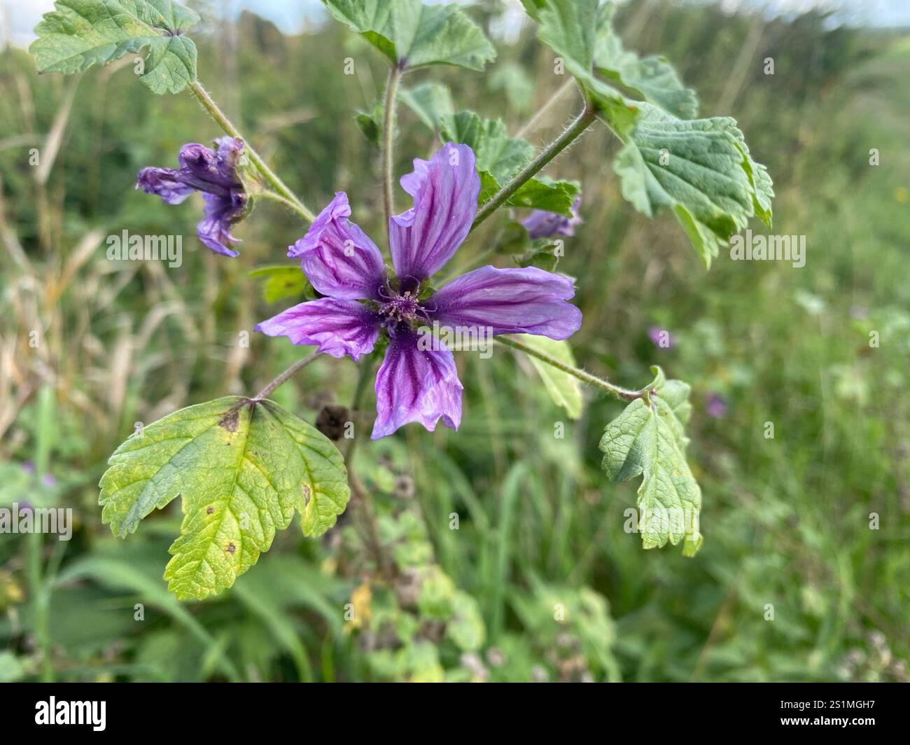 Common Mallow (Malva sylvestris Stock Photo - Alamy