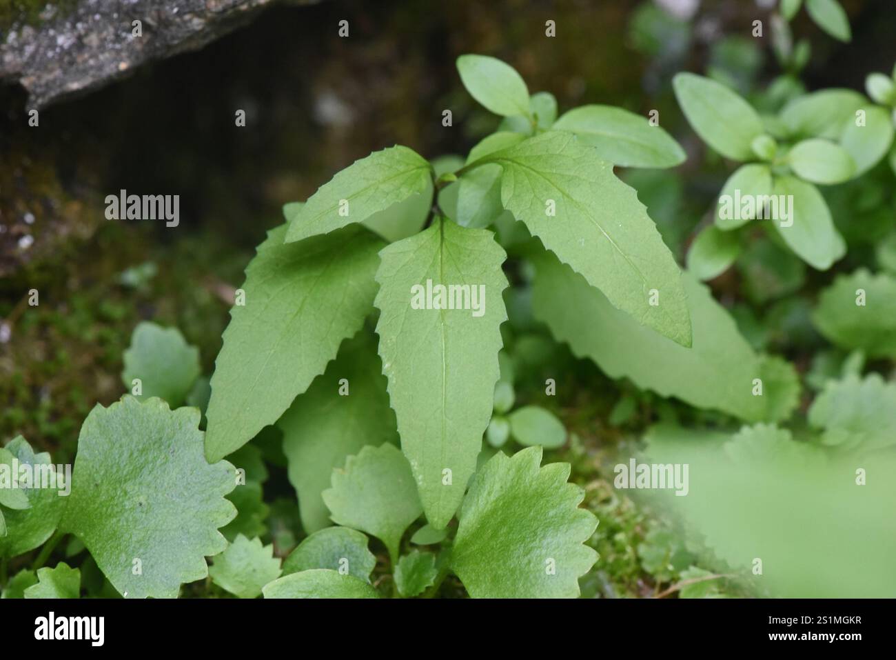 Arrowleaf Senecio (Senecio triangularis Stock Photo - Alamy