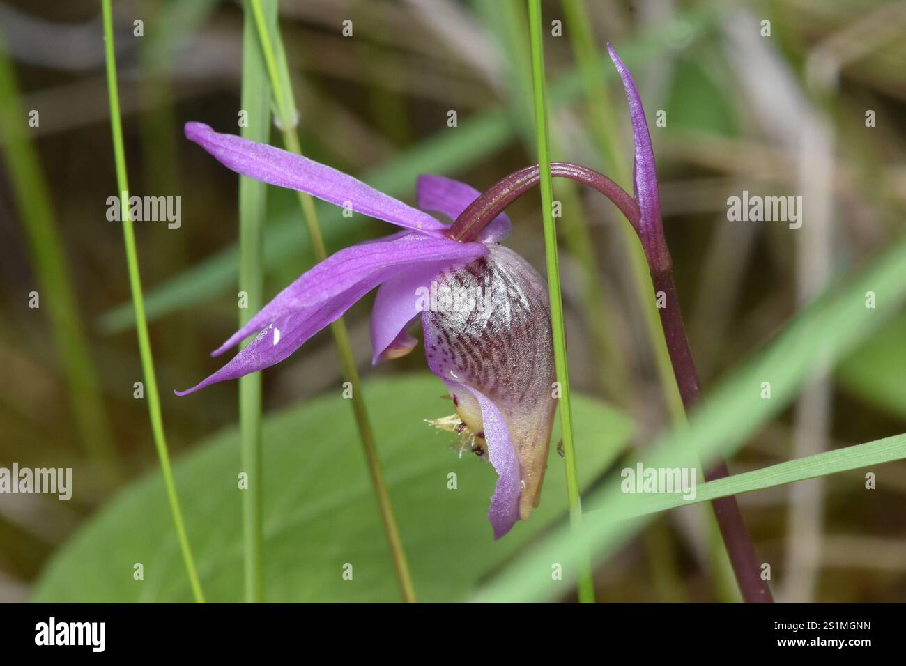Eastern Fairy-slipper (Calypso bulbosa americana Stock Photo - Alamy