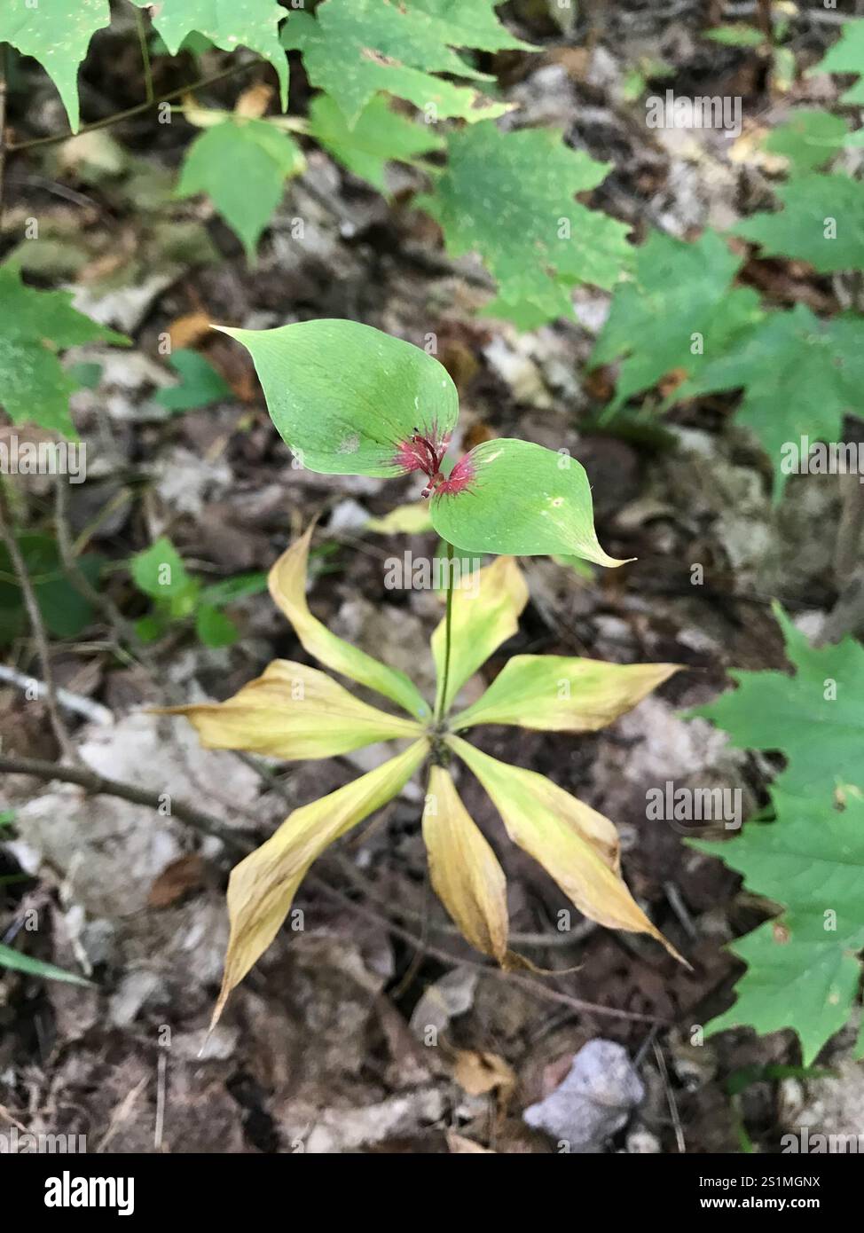 Cucumber Root (Medeola virginiana Stock Photo - Alamy
