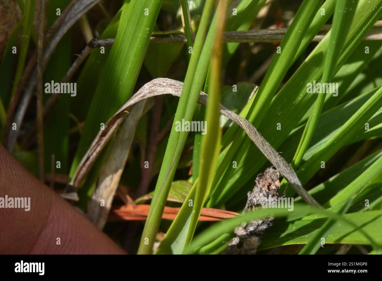 White-grained Mountain-ricegrass (Oryzopsis asperifolia Stock Photo - Alamy