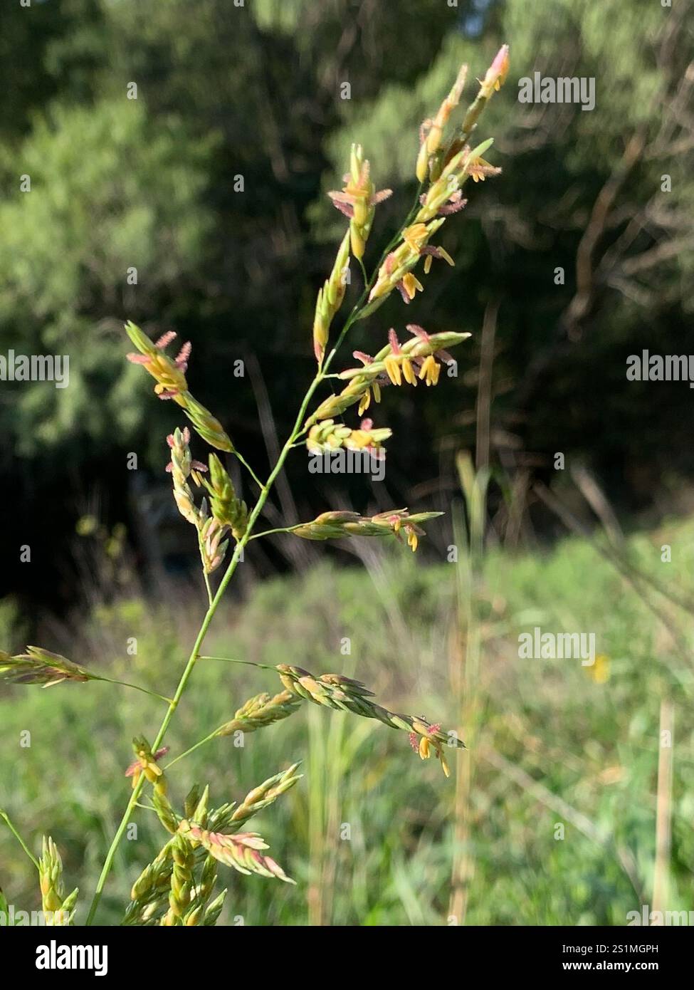 Johnson grass (Sorghum halepense Stock Photo - Alamy