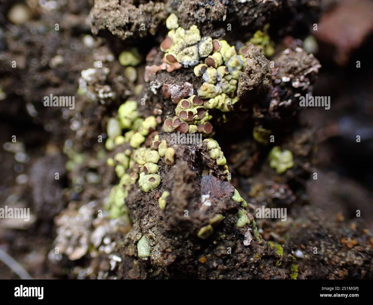 Soil Paint Lichen (Acarospora schleicheri Stock Photo - Alamy