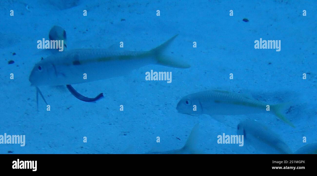 Yellowstripe Goatfish (Mulloidichthys flavolineatus Stock Photo - Alamy