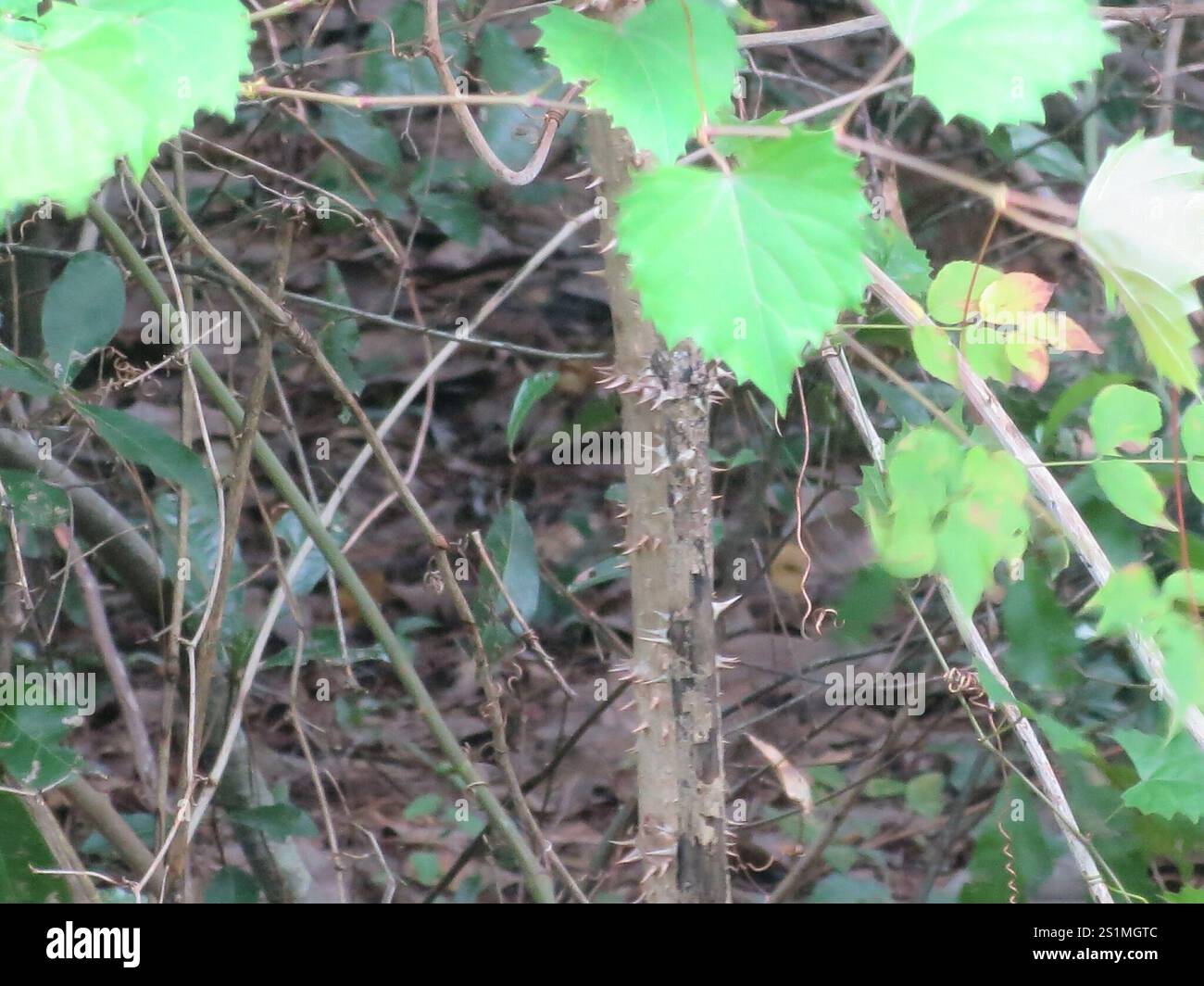 devil's walkingstick (Aralia spinosa Stock Photo - Alamy