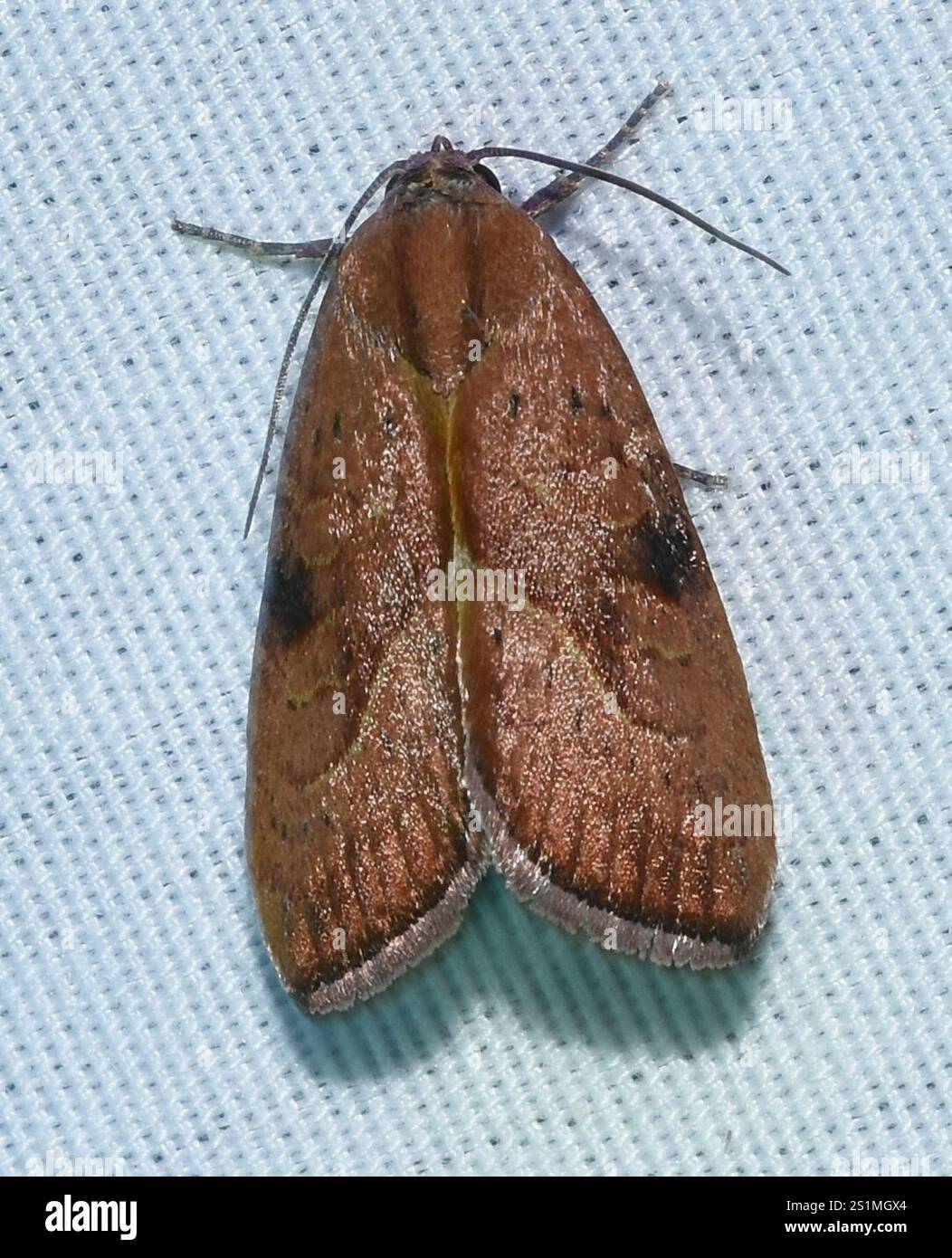 Wedgling Moth (Galgula partita Stock Photo - Alamy