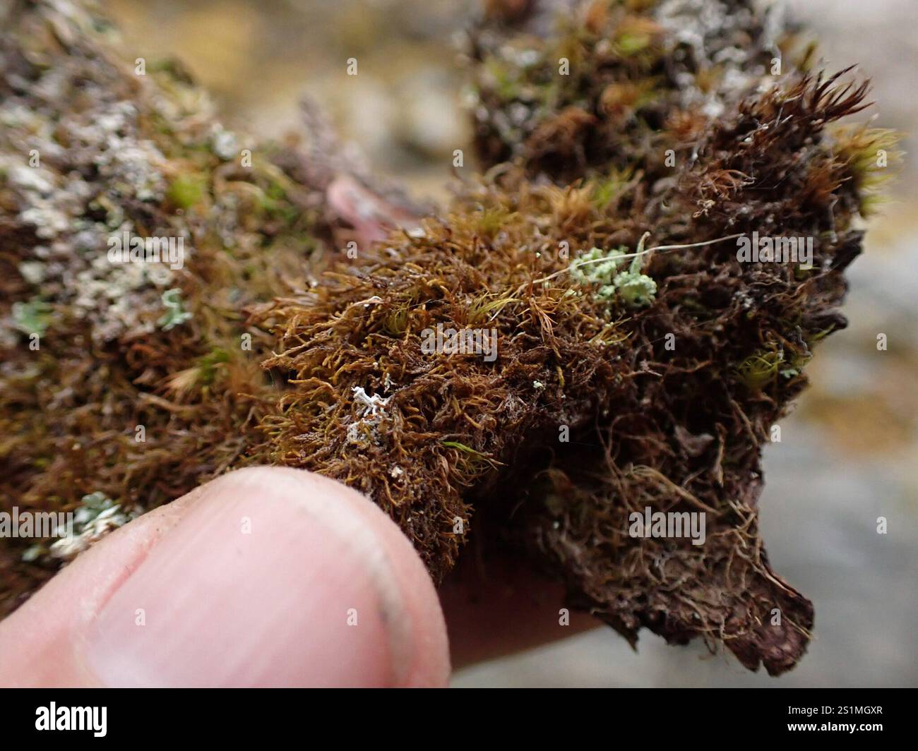 Bent Scissor-leaved Liverwort (Herbertus aduncus Stock Photo - Alamy