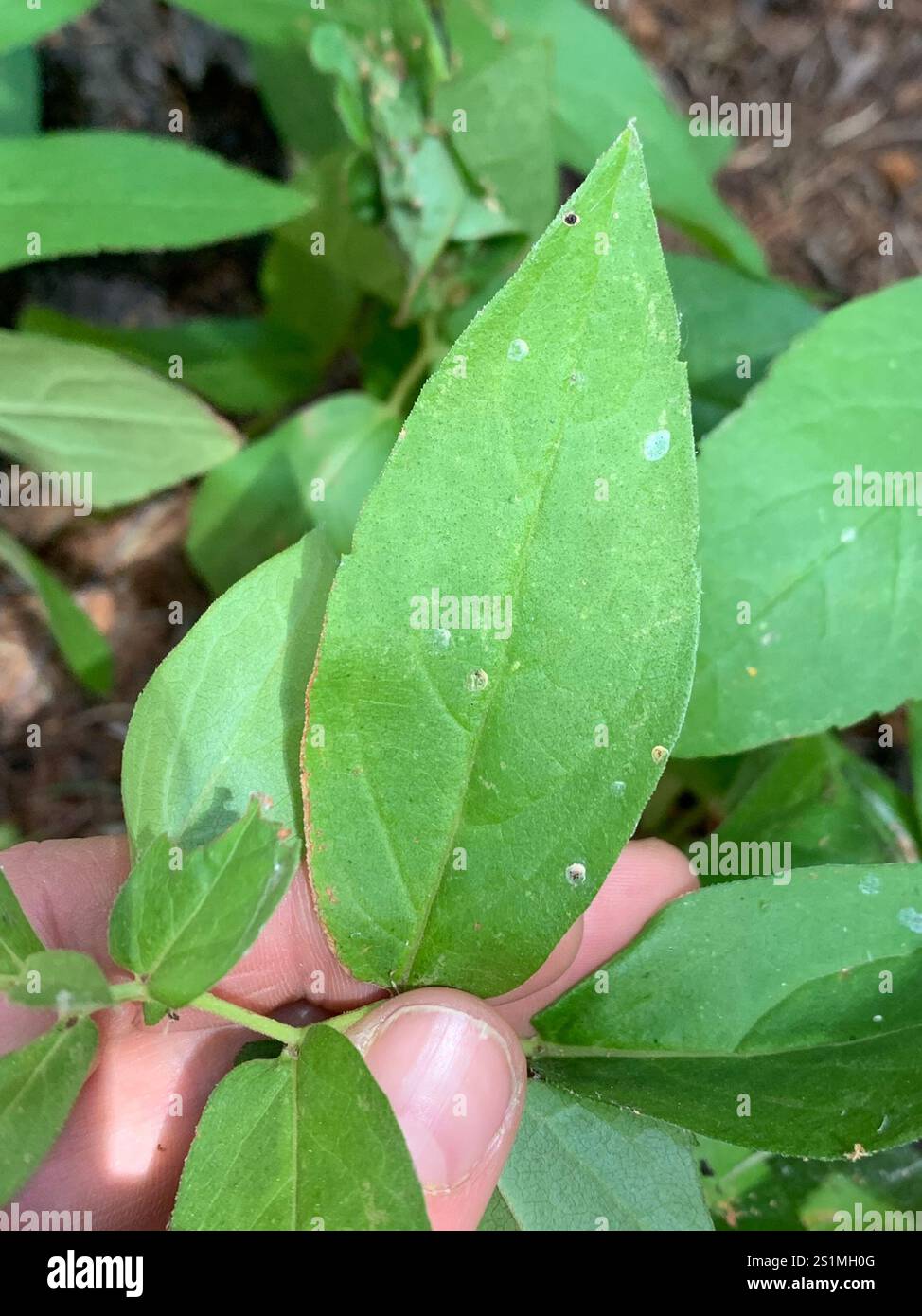 wood asters (Eurybia Stock Photo - Alamy