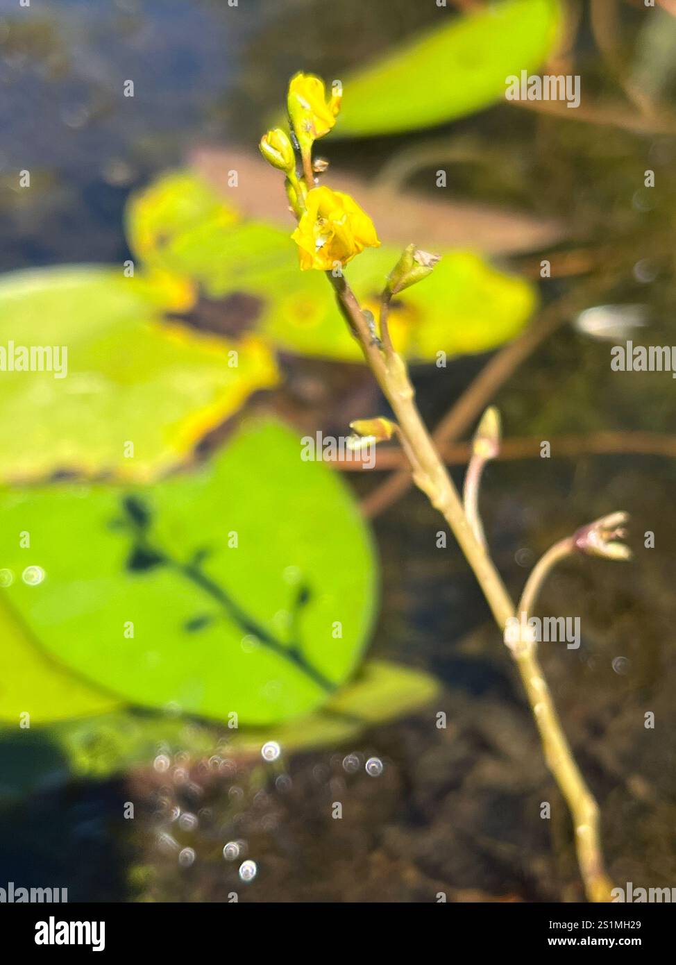 common bladderwort (Utricularia macrorhiza Stock Photo - Alamy