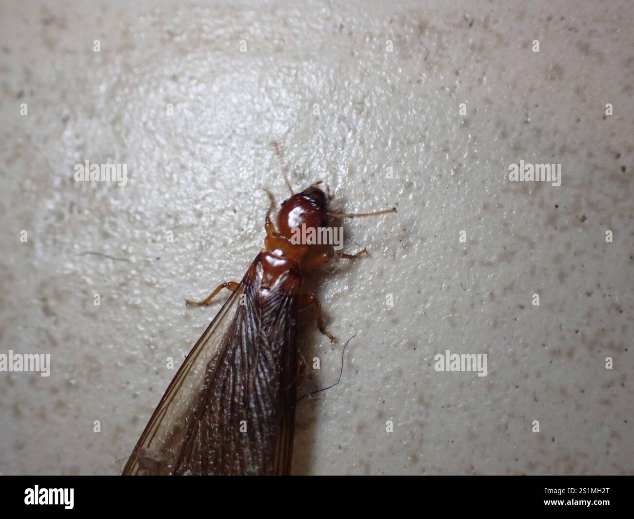 Pacific Dampwood Termite (Zootermopsis angusticollis Stock Photo - Alamy