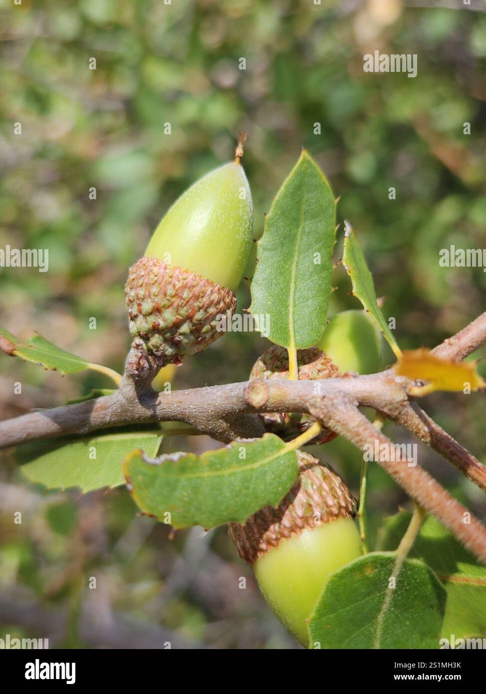 interior live oak (Quercus wislizeni Stock Photo - Alamy