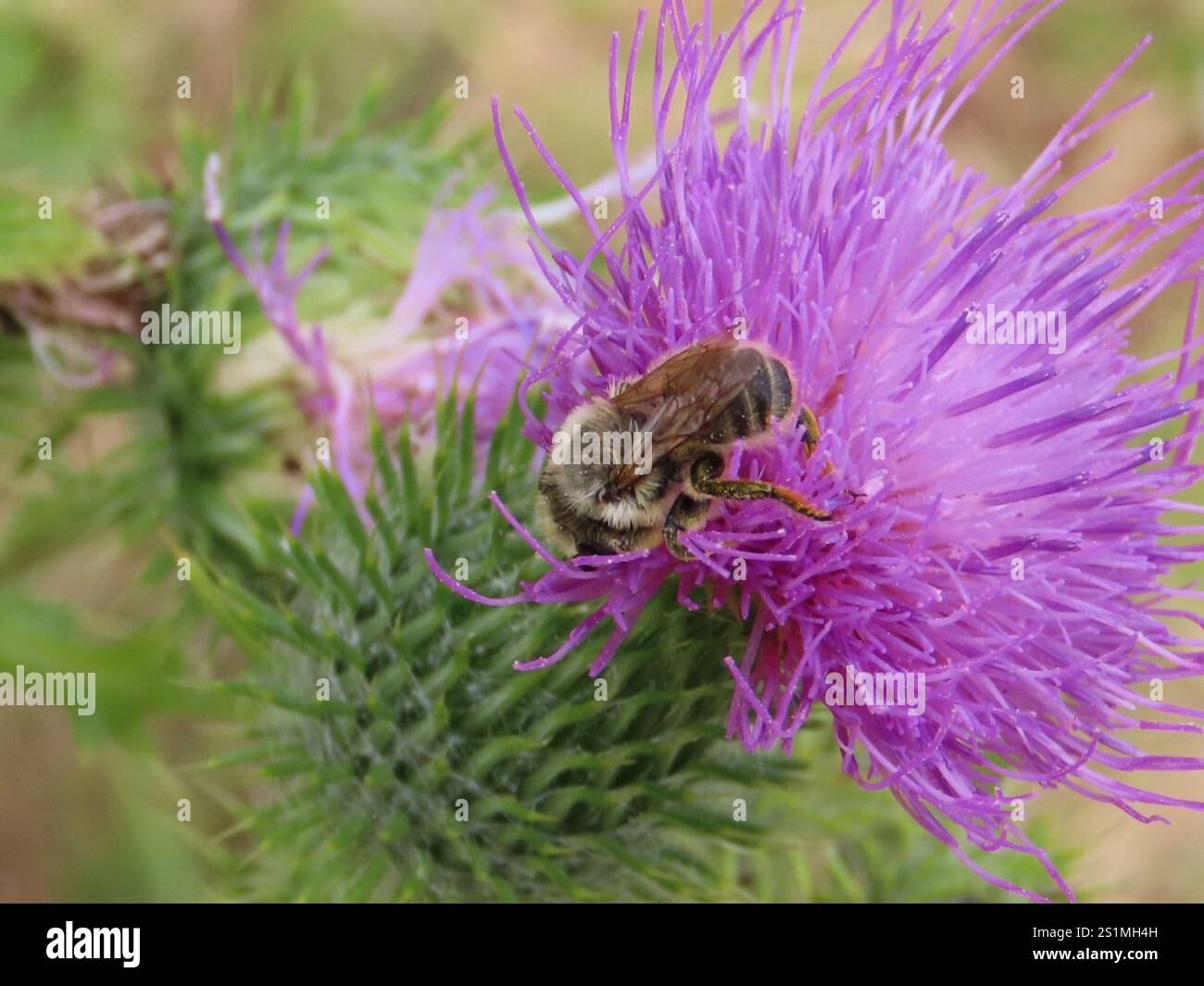 Western Leafcutter Bee (Megachile perihirta Stock Photo - Alamy